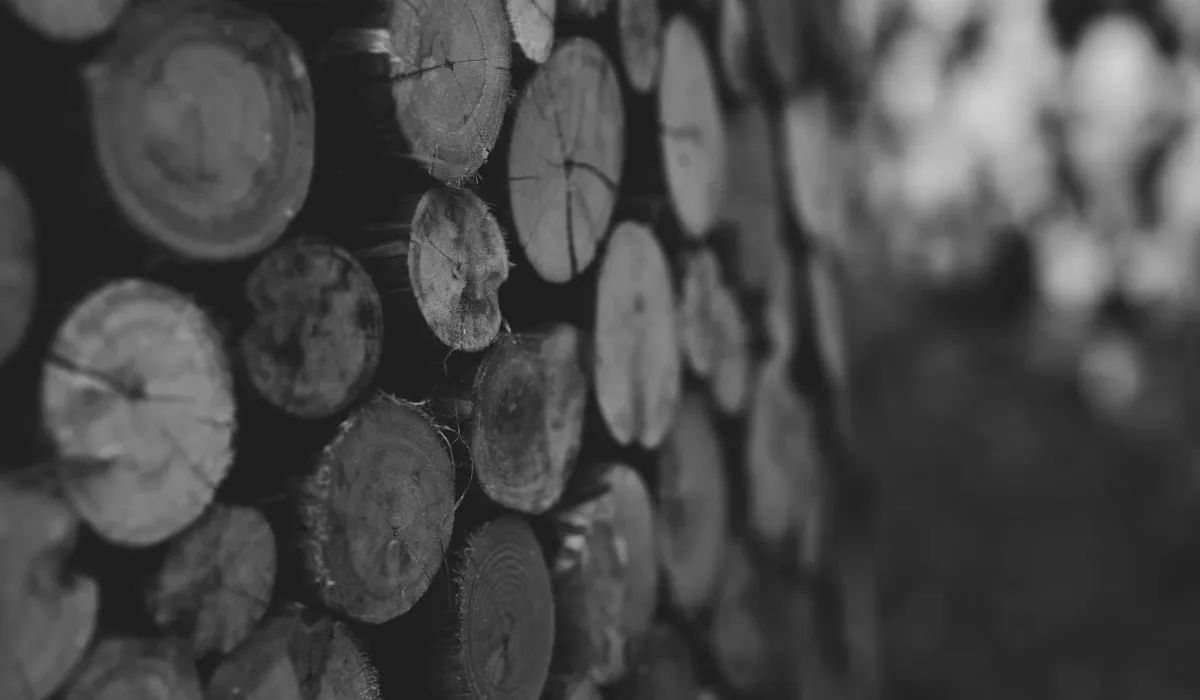 Sydney Arbor Trees - Olvera Advisors